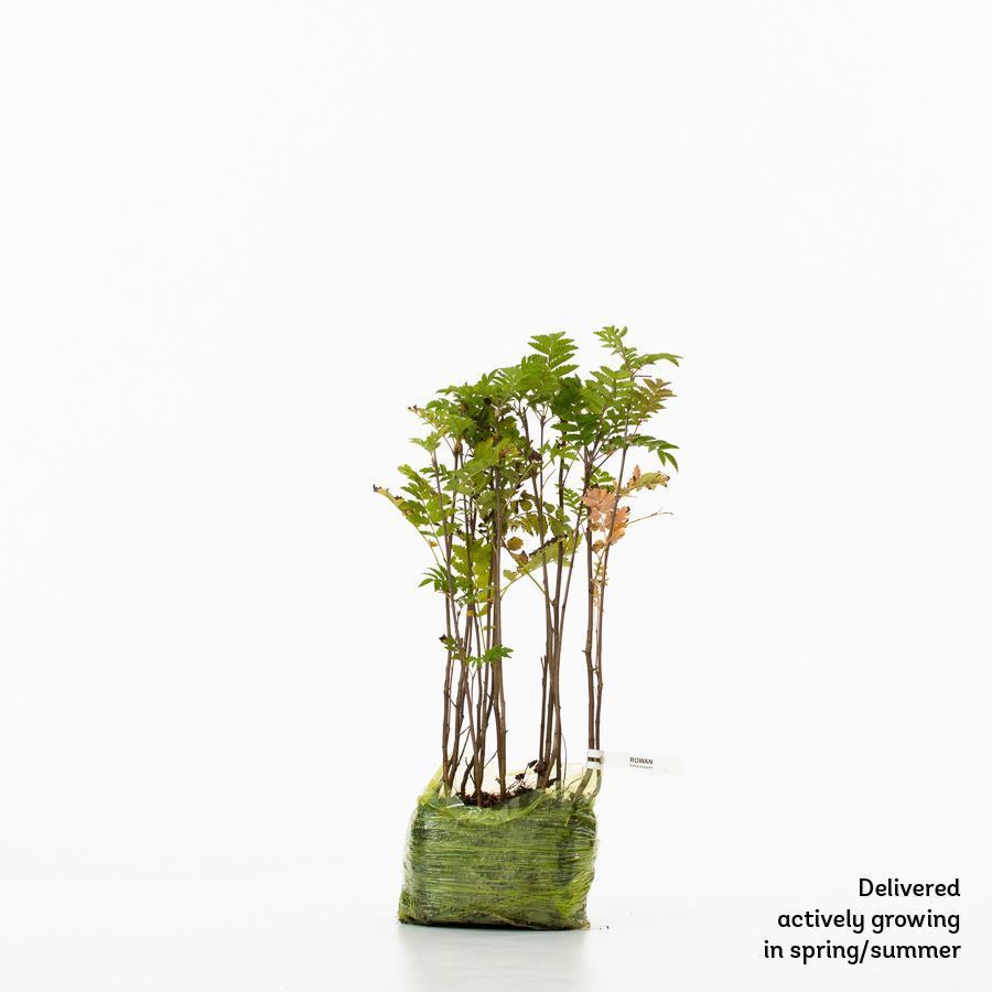 Rowan (Mountain Ash) Tree (Sorbus aucuparia) - Woodland Trust ...