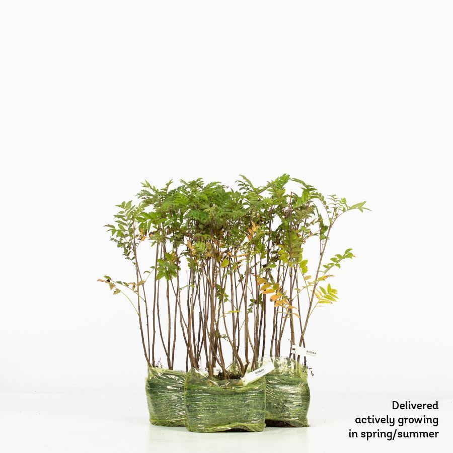 Rowan (Mountain Ash) Tree (Sorbus aucuparia) - Woodland Trust ...