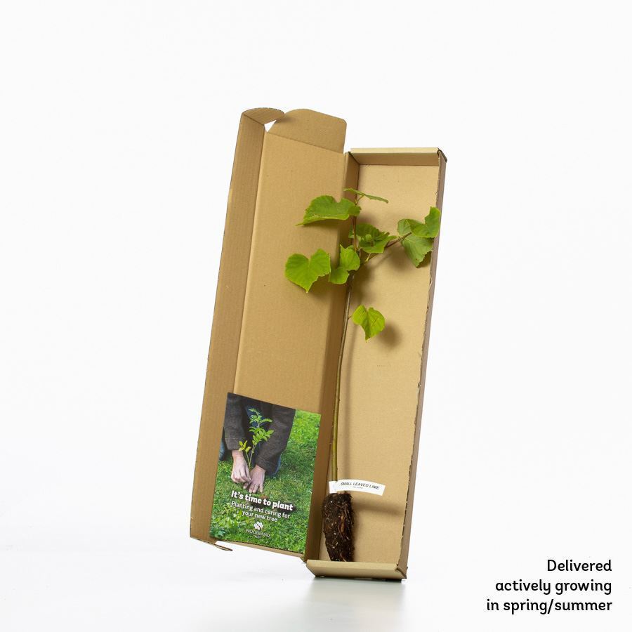 Buy small leaved lime (Tilia cordata) - Woodland Trust Shop | Woodland ...