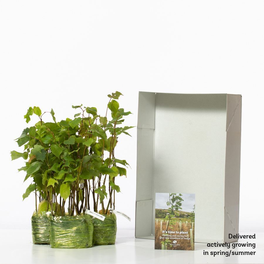 Buy small leaved lime (Tilia cordata) - Woodland Trust Shop | Woodland ...