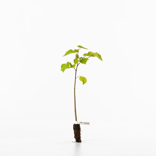 Buy small leaved lime (Tilia cordata) - Woodland Trust Shop | Woodland ...