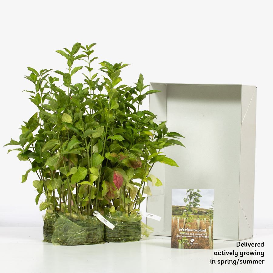 Spindle Tree (Euonymus europaea) For Sale - Woodland Trust | Woodland ...