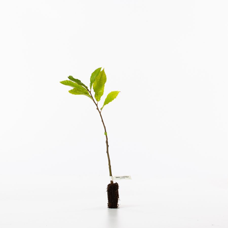 Buy sweet chestnut trees - Woodland Trust Shop | Woodland Trust Shop