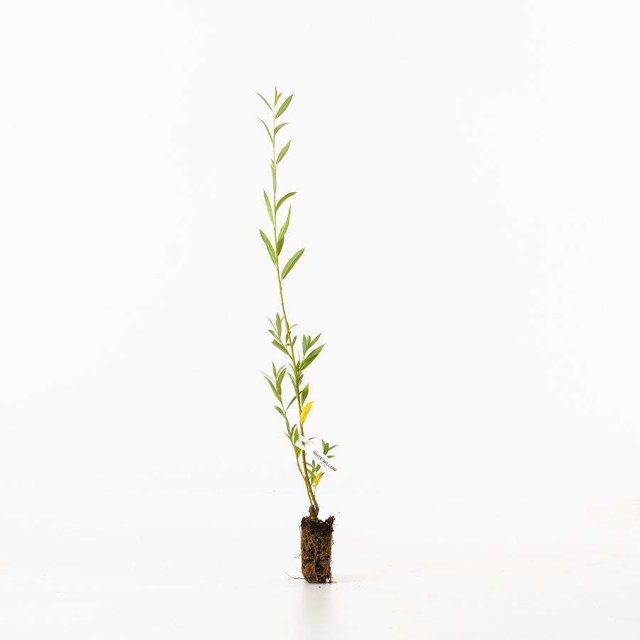 White Willow Tree (Salix alba) For Sale - Woodland Trust | Woodland ...