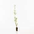 White Willow Tree (Salix alba) For Sale - Woodland Trust | Woodland ...