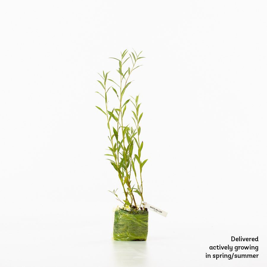 White Willow Tree (Salix alba) For Sale - Woodland Trust | Woodland ...