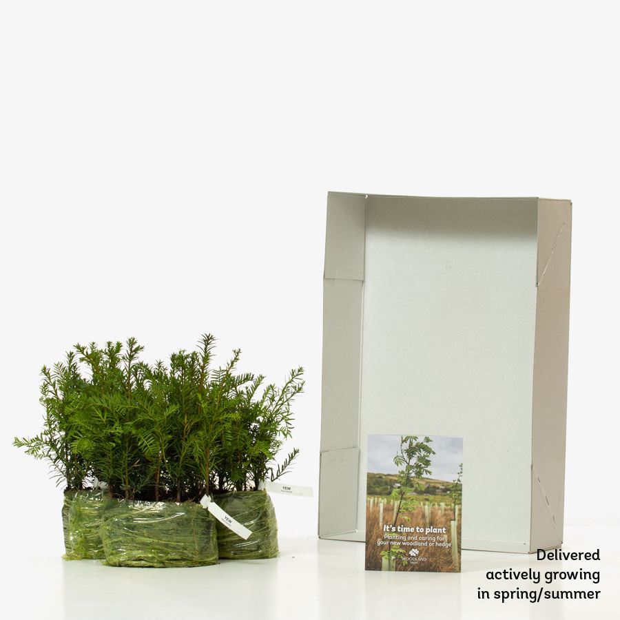 Yew Trees & Hedging (Taxus baccata) For Sale - Woodland Trust ...