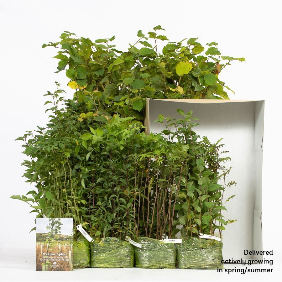 British Fruit Trees For Sale: Wild Harvest Pack - Woodland Trust ...