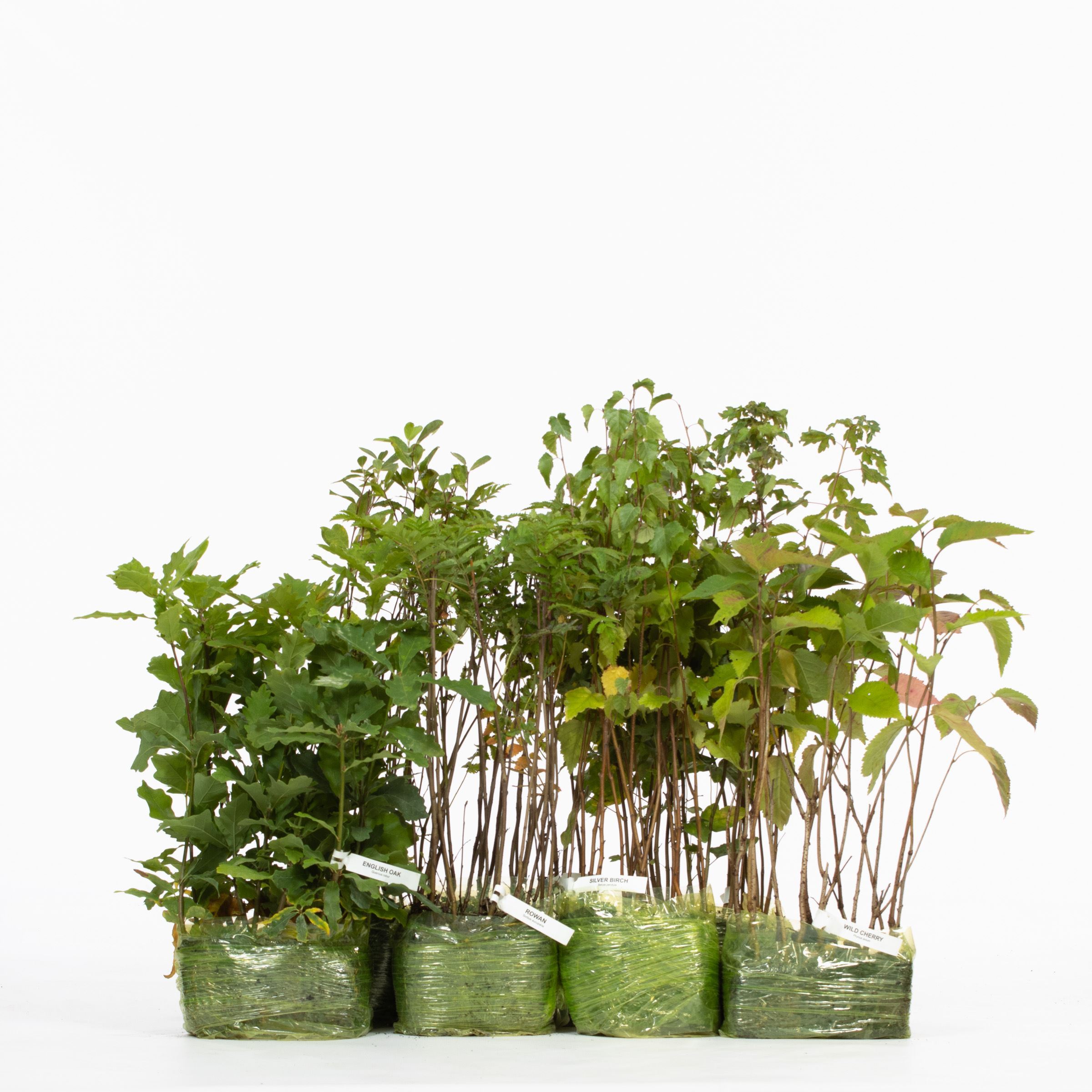 Buy a working wood tree pack - Woodland Trust Shop | Woodland Trust Shop