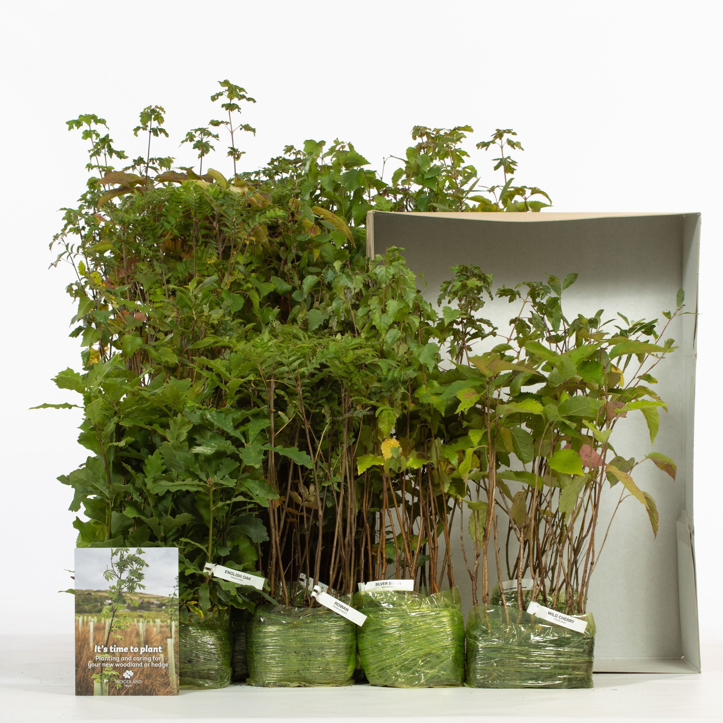 Buy a working wood tree pack - Woodland Trust Shop | Woodland Trust Shop
