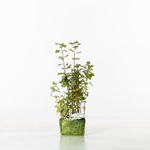 British Tree Mixes & Packs For Gardens & More - Woodland Trust ...