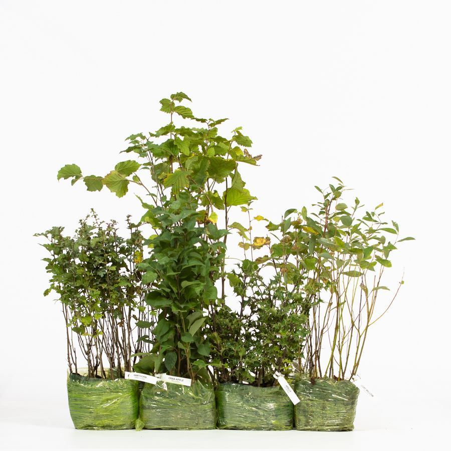 Buy a wild wood tree pack - Woodland Trust Shop | Woodland Trust Shop