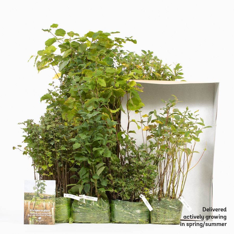 Buy a wild wood tree pack - Woodland Trust Shop | Woodland Trust Shop