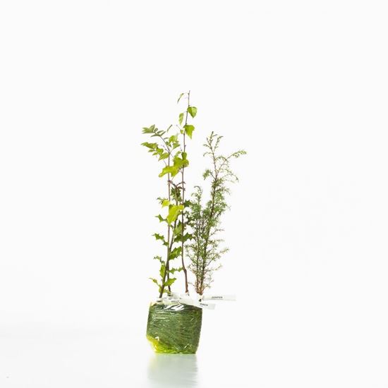 Native Scottish Tree Mix Pack - Woodland Trust | Woodland Trust Shop