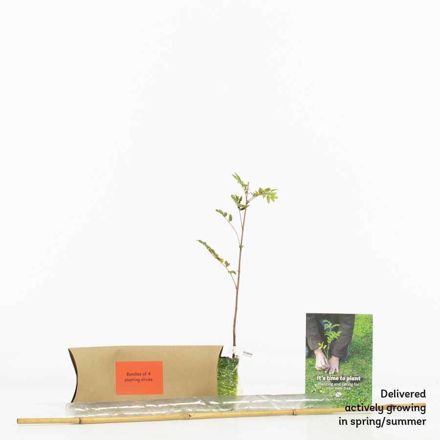Tree planting events kit For Sale - Woodland Trust | Woodland Trust Shop