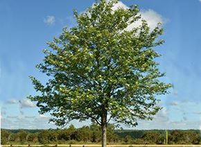 British Small Trees For Gardens & Pots For Sale - Woodland Trust ...