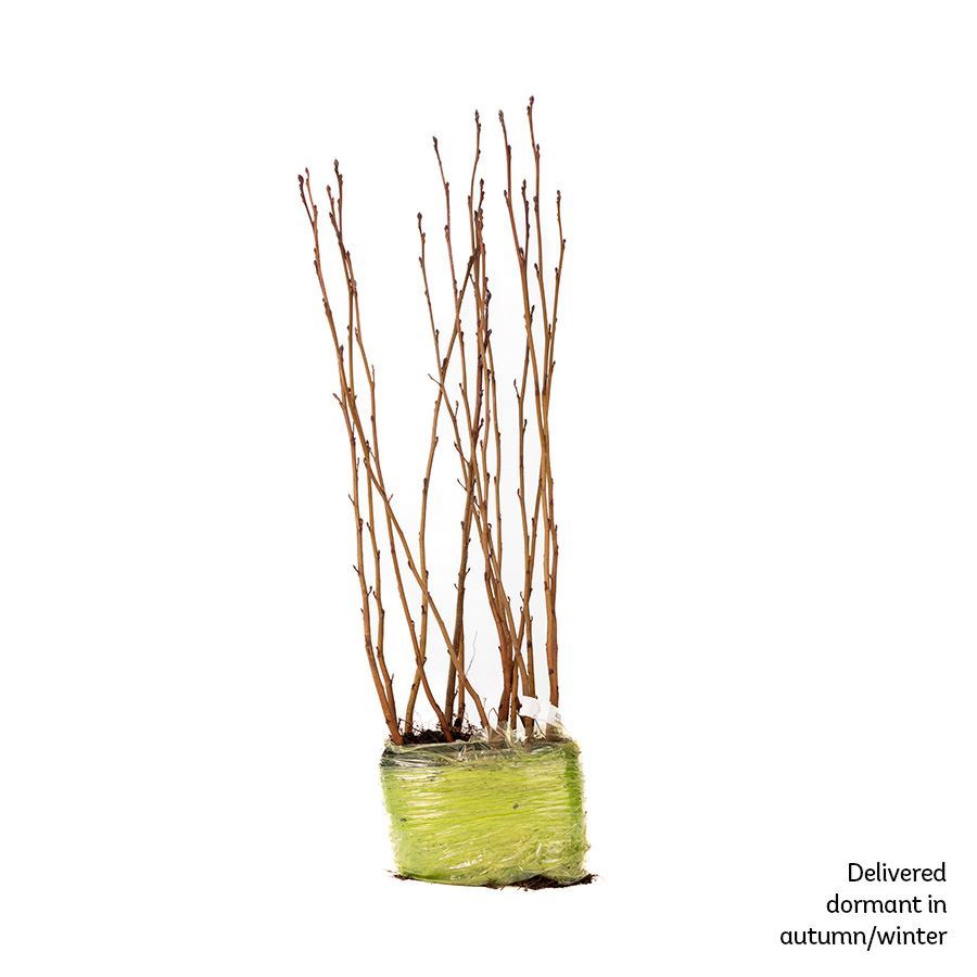 Alder Trees (Alnus glutinosa) For Sale - Woodland Trust | Woodland ...