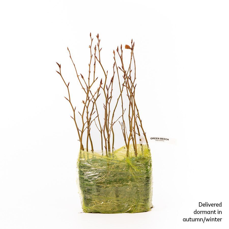 Beech Trees & Hedges (Fagus sylvatica) For Sale - Woodland Trust ...