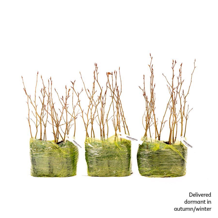 Beech Trees & Hedges (Fagus sylvatica) For Sale - Woodland Trust ...