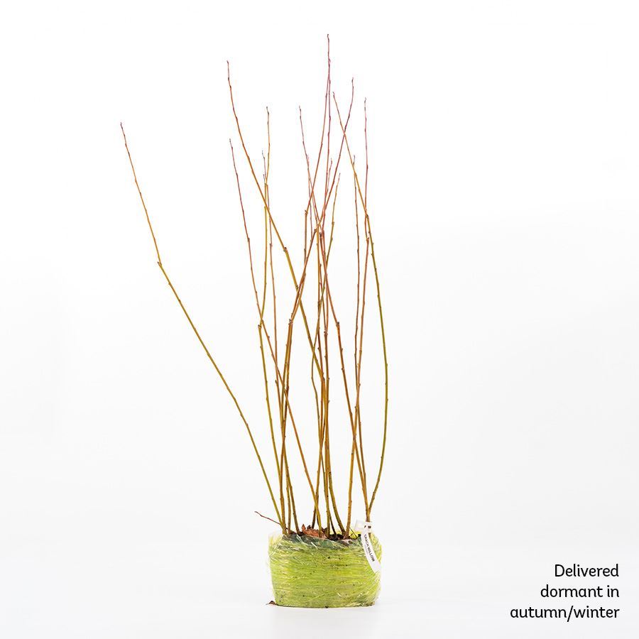 Crack Willow Tree (Salix fragilis) For Sale - Woodland Trust | Woodland ...