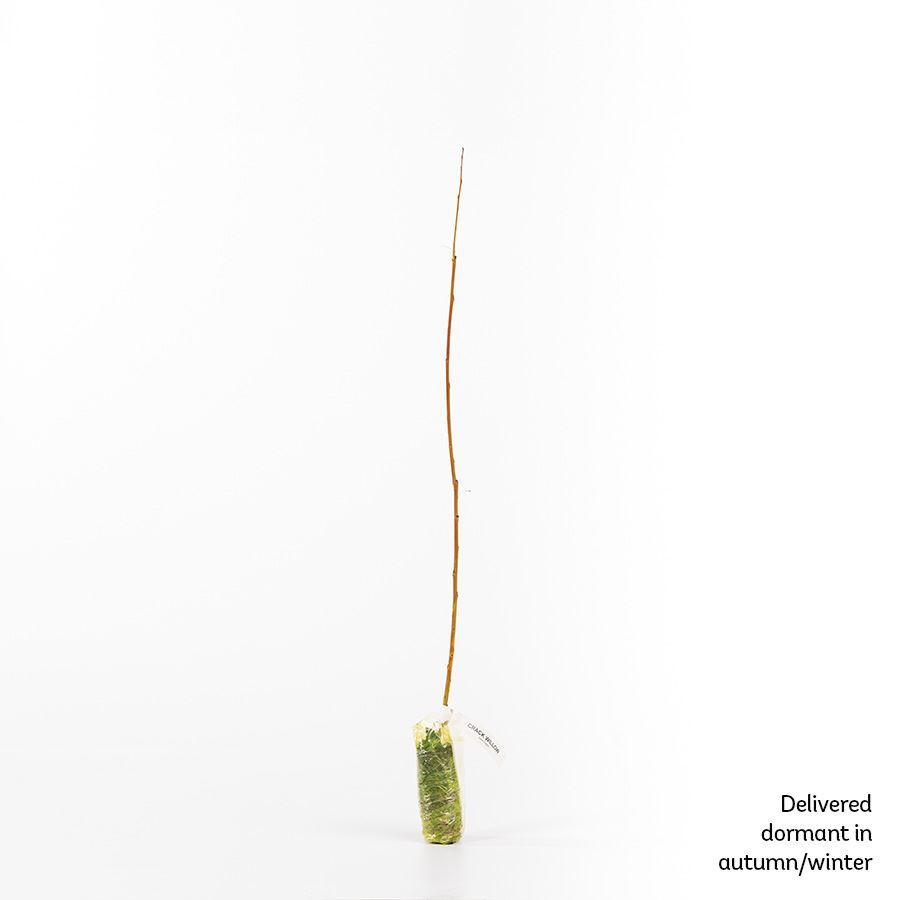 Crack Willow Tree (Salix fragilis) For Sale - Woodland Trust | Woodland ...