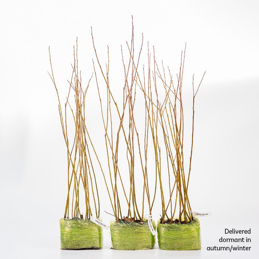 Crack Willow Tree (Salix fragilis) For Sale - Woodland Trust | Woodland ...
