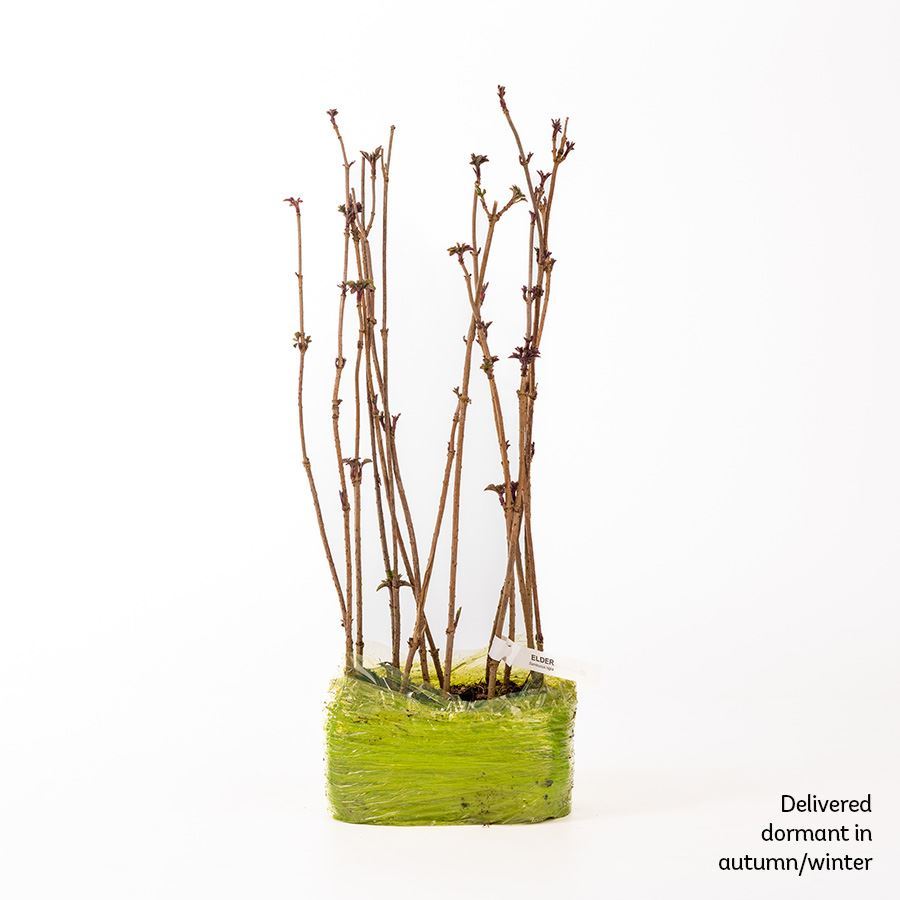 Buy Elder Trees (Sambucus nigra) - Woodland Trust | Woodland Trust Shop