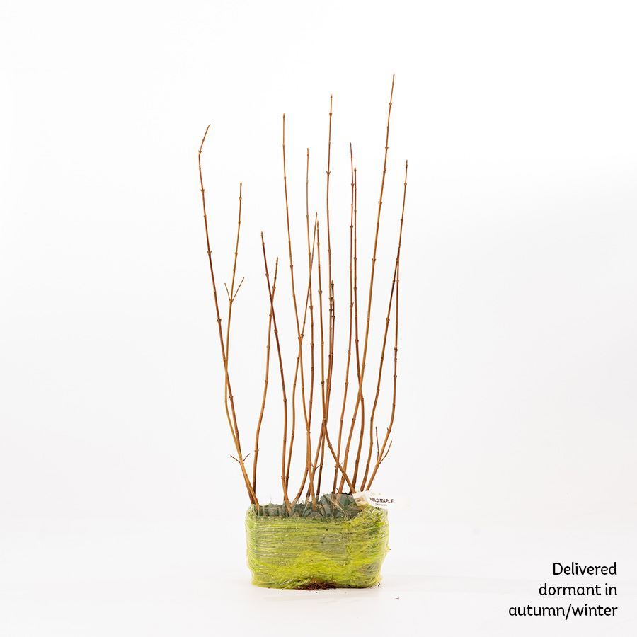 Field Maple Trees & Hedges (Acer campestre) - Woodland Trust | Woodland ...