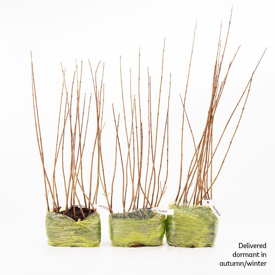 Field Maple Trees & Hedges (Acer campestre) - Woodland Trust | Woodland ...