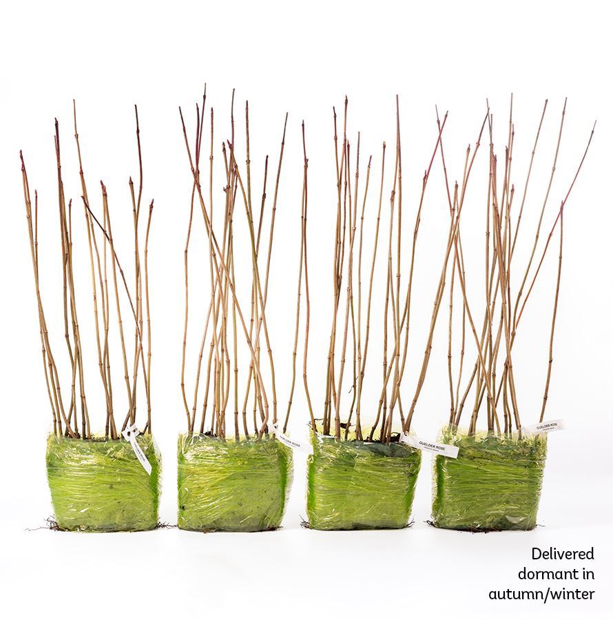 Guelder Rose (Salix cinerea) For Sale - Woodland Trust | Woodland Trust ...