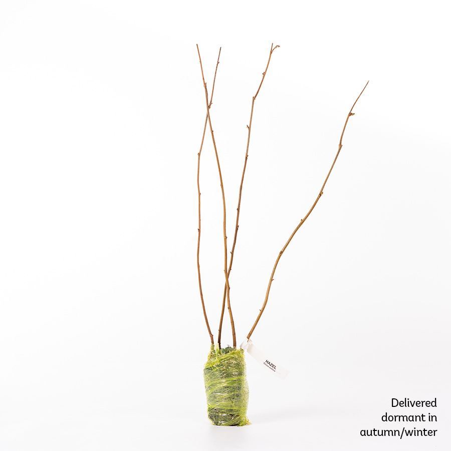 Hazel Trees & Hedges (Crataegus monogyna) - Woodland Trust | Woodland ...