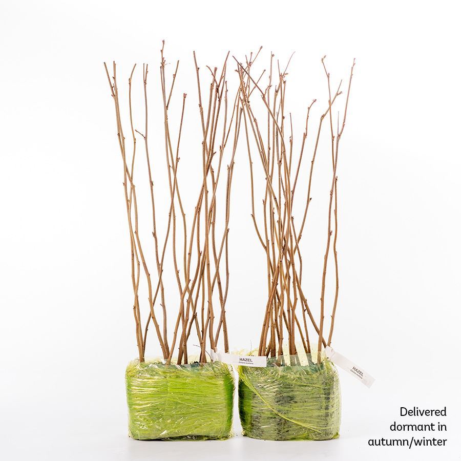 Hazel Trees & Hedges (Crataegus monogyna) - Woodland Trust | Woodland ...