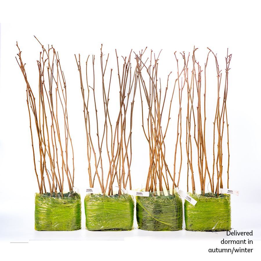 Hazel Trees & Hedges (Crataegus monogyna) - Woodland Trust | Woodland ...