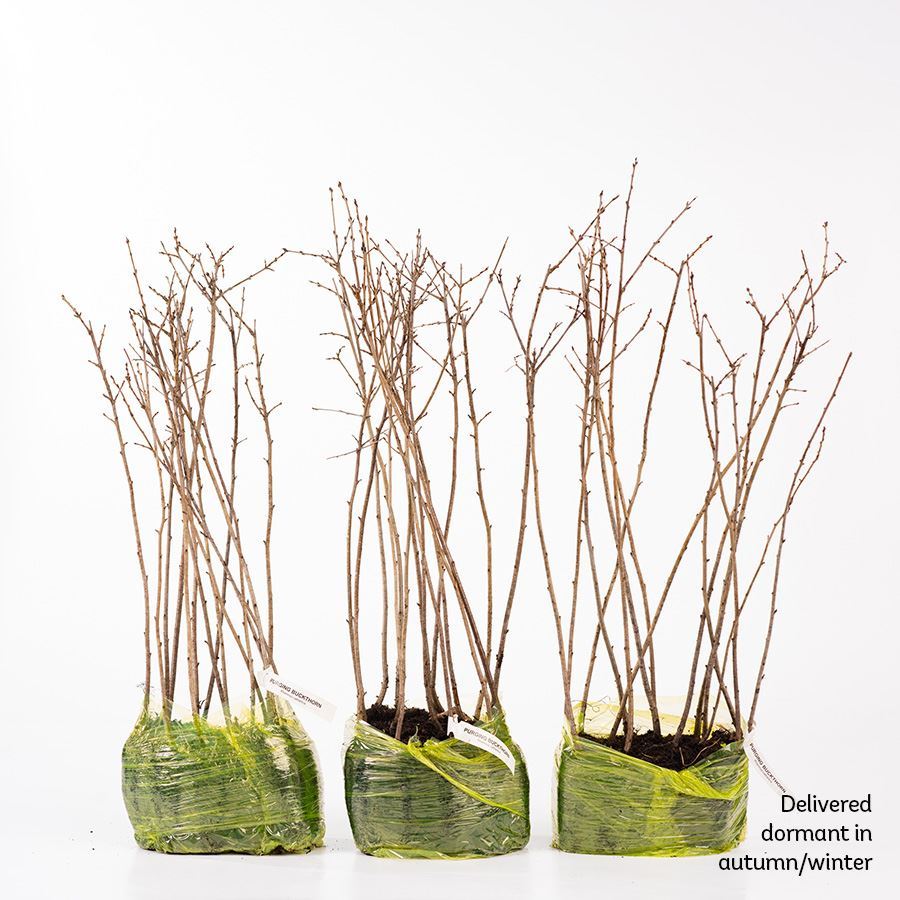 Purging Buckthorn Tree (Rhamnus cathartica) For Sale - Woodland Trust ...