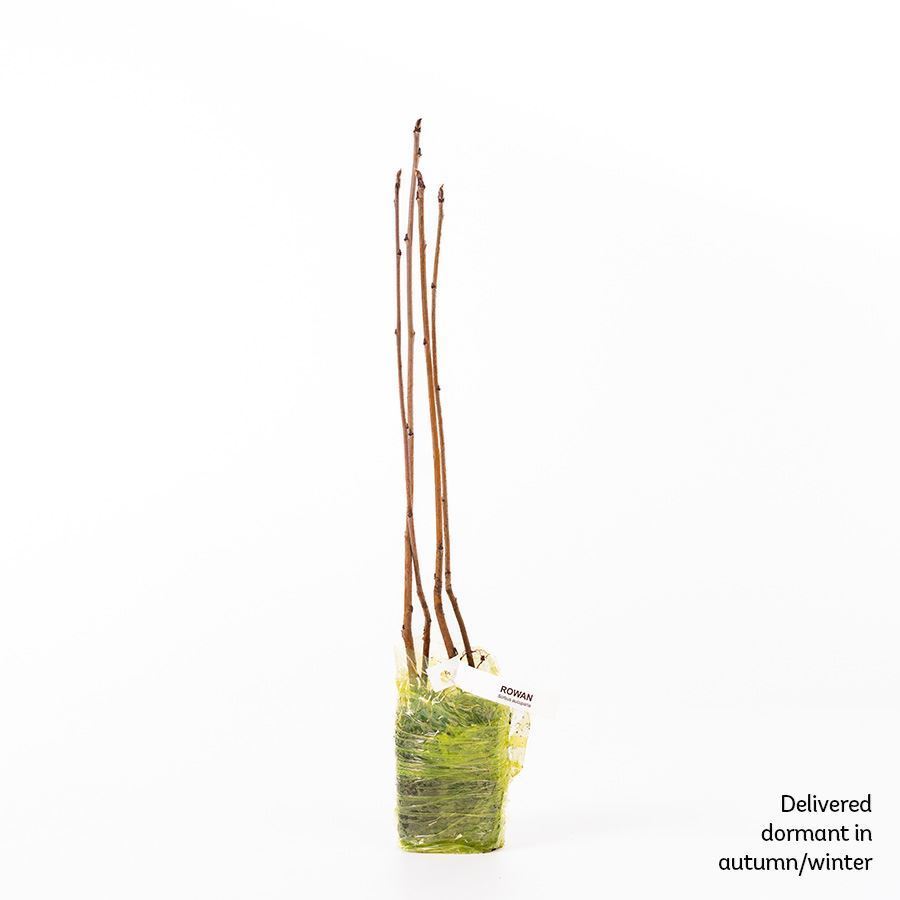 Rowan (Mountain Ash) Tree (Sorbus aucuparia) - Woodland Trust ...