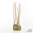 White Willow Tree (Salix alba) For Sale - Woodland Trust | Woodland ...