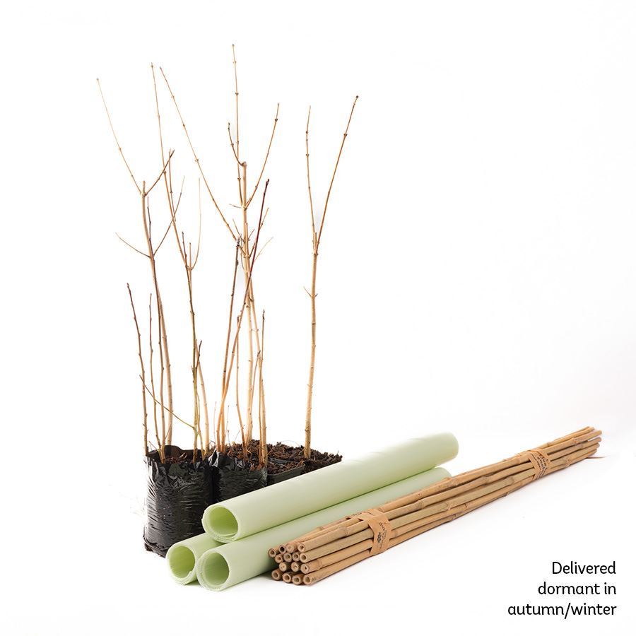 Buy urban tree packs - Woodland Trust Shop | Woodland Trust Shop