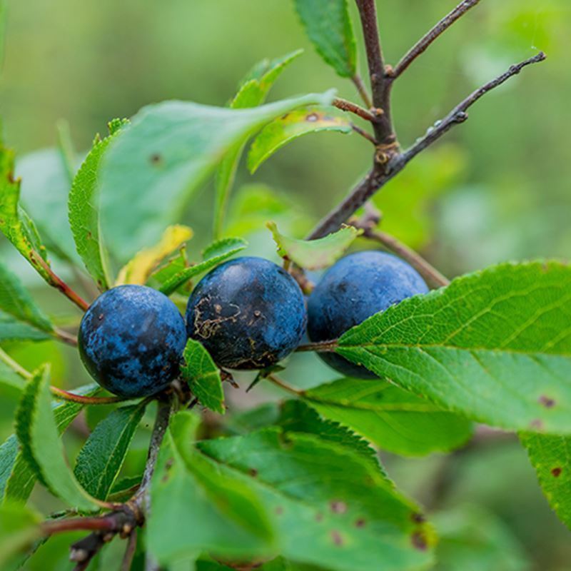 Blackthorn tree (Prunus spinosa) For Sale - Woodland Trust | Woodland ...