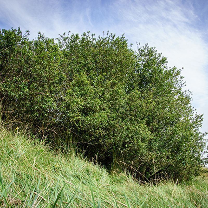 Blackthorn tree (Prunus spinosa) For Sale - Woodland Trust | Woodland ...