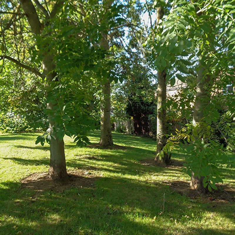 Buy a garden mix - Woodland Trust Shop | Woodland Trust Shop