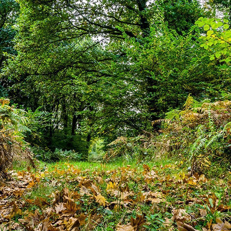 Mini Forest & Copse Mixed Tree Pack - Woodland Trust | Woodland Trust Shop