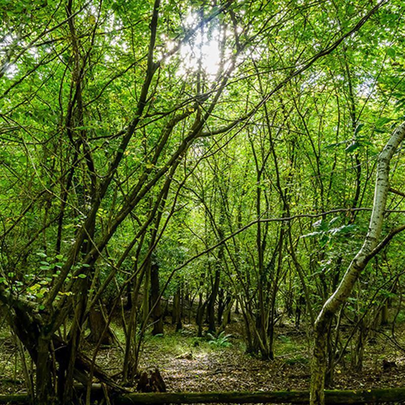Mini Forest & Copse Mixed Tree Pack - Woodland Trust | Woodland Trust Shop