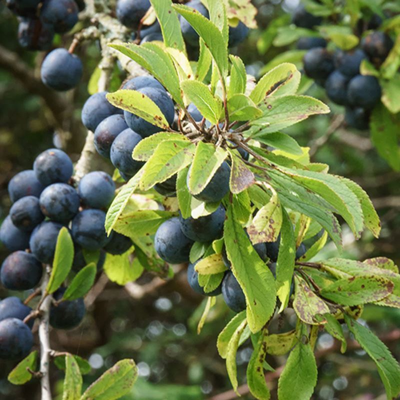 British Fruit Trees For Sale: Wild Harvest Pack - Woodland Trust ...