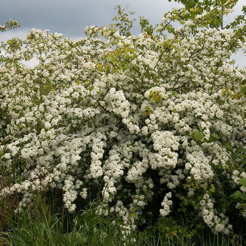 Hawthorn Trees & Hedges (Crataegus monogyna) - Woodland Trust ...