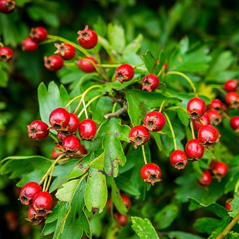 Hawthorn Trees & Hedges (Crataegus monogyna) - Woodland Trust ...