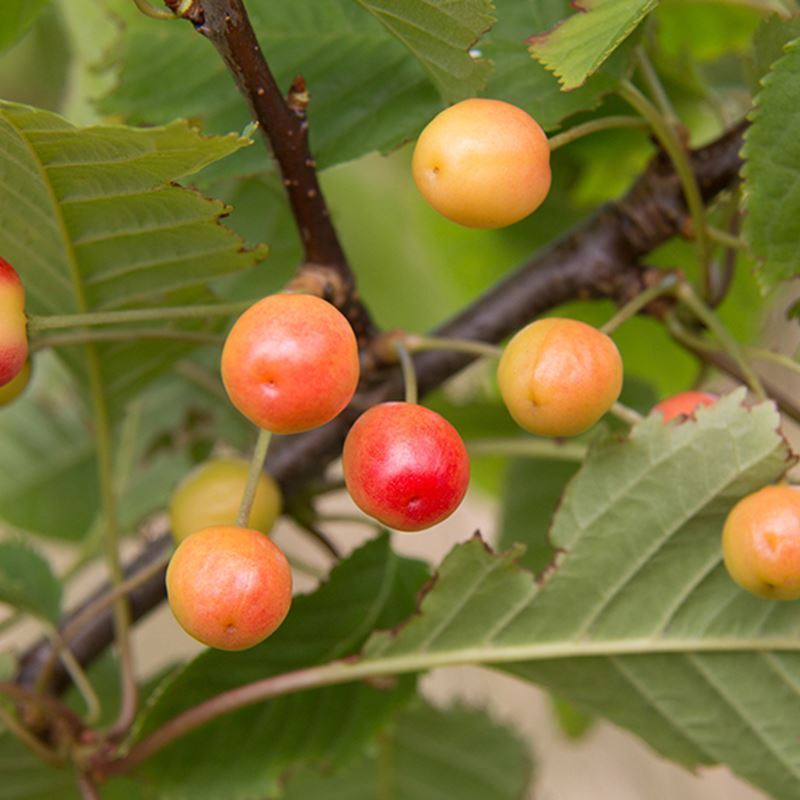 Wild Cherry Trees (Prunus avium) For Sale - Woodland Trust | Woodland ...