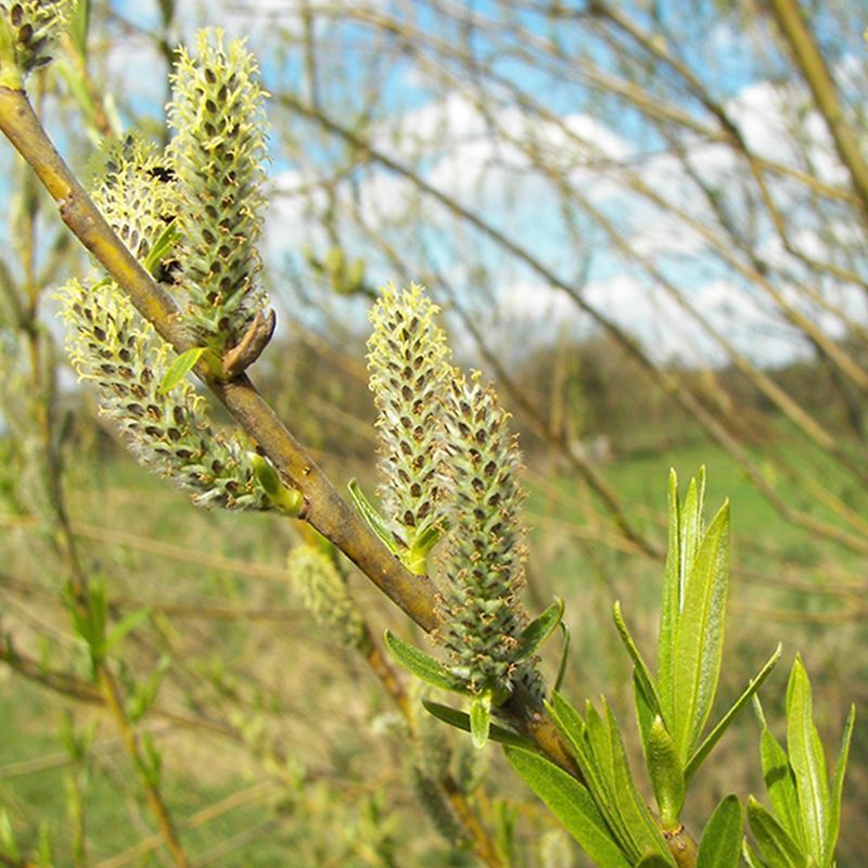 Buy Willow Trees & Plants (Salix viminalis) - Woodland Trust | Woodland ...