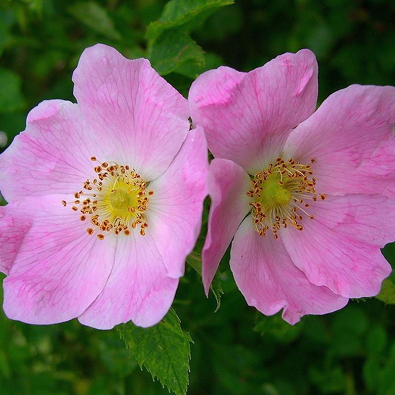 Dog rose (Rosa canina) | Woodland Trust Shop