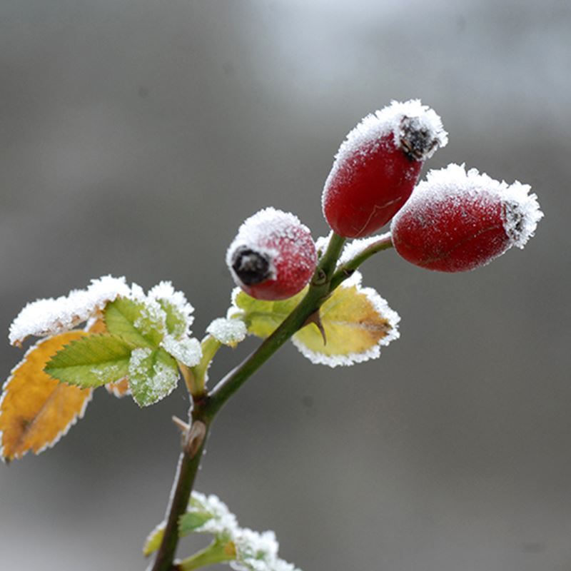 Dog rose (Rosa canina) | Woodland Trust Shop