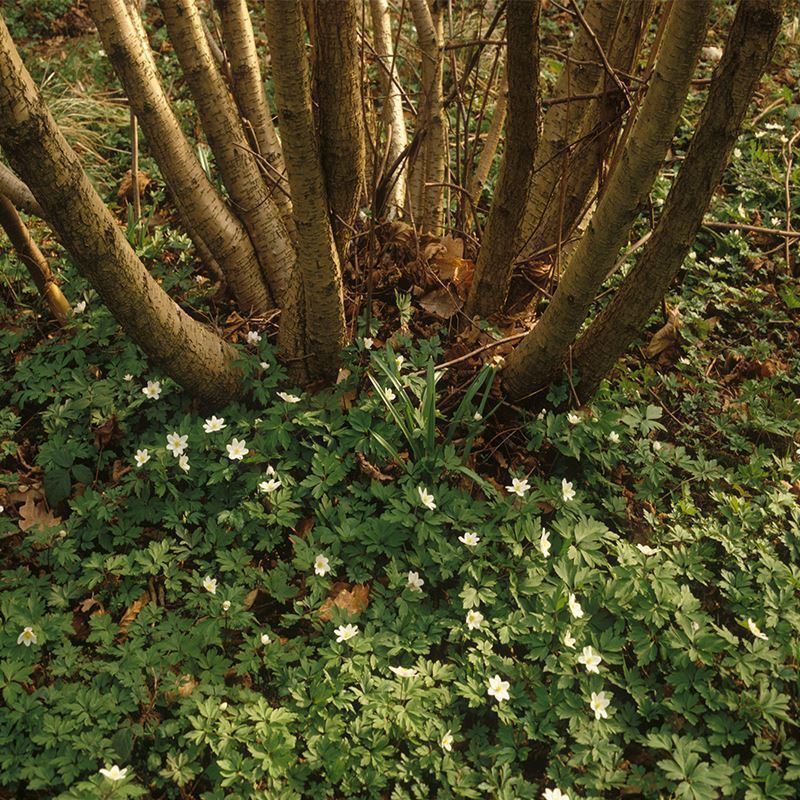 Buy a working wood tree pack - Woodland Trust Shop | Woodland Trust Shop